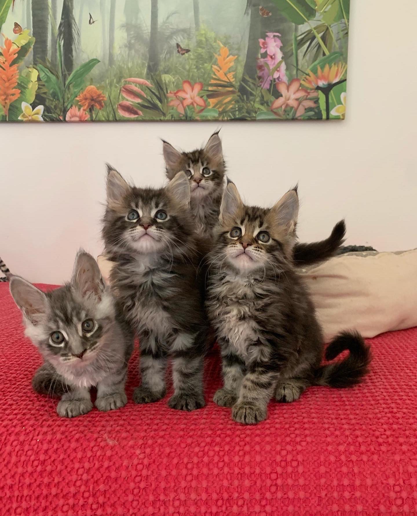 Chatons Maine Coon disponibles à l'adoption - Le Mas des 4 Pattes